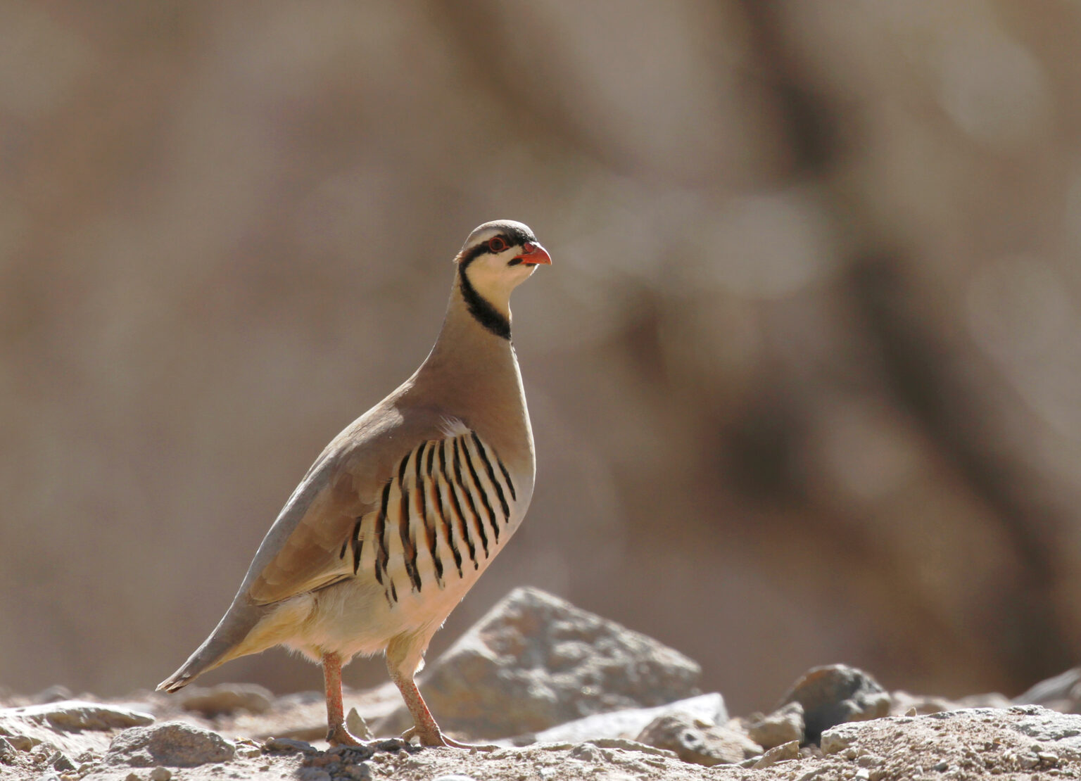 Chukar Hunting 101 | Wing It