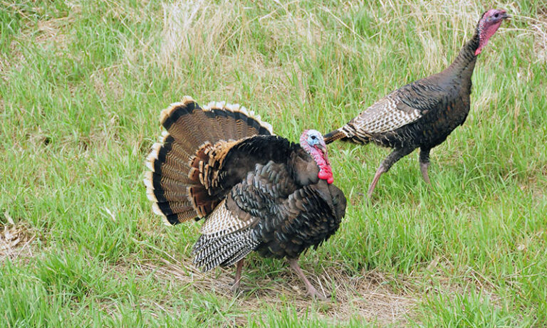 Turkey Hunting - What You Need To Know Before You Go | Wing It